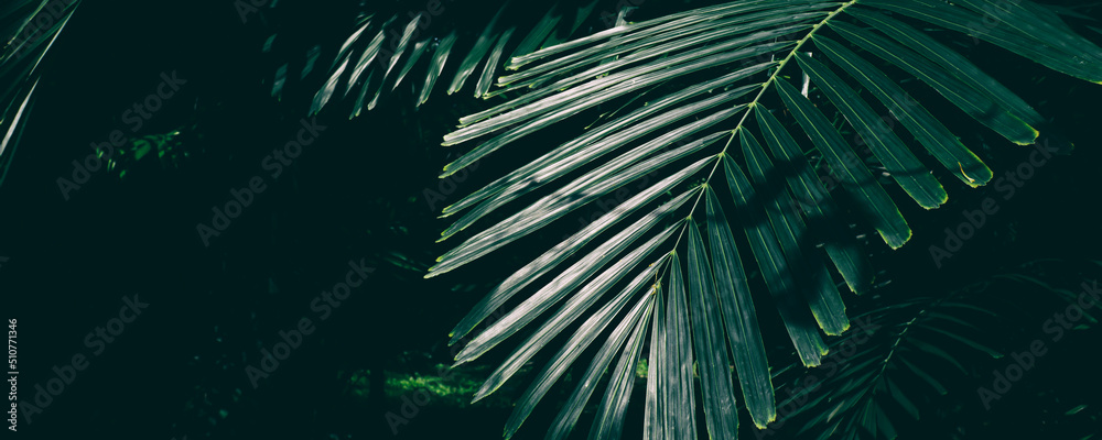 tropical palm leaf in rainforest Stock Photo | Adobe Stock