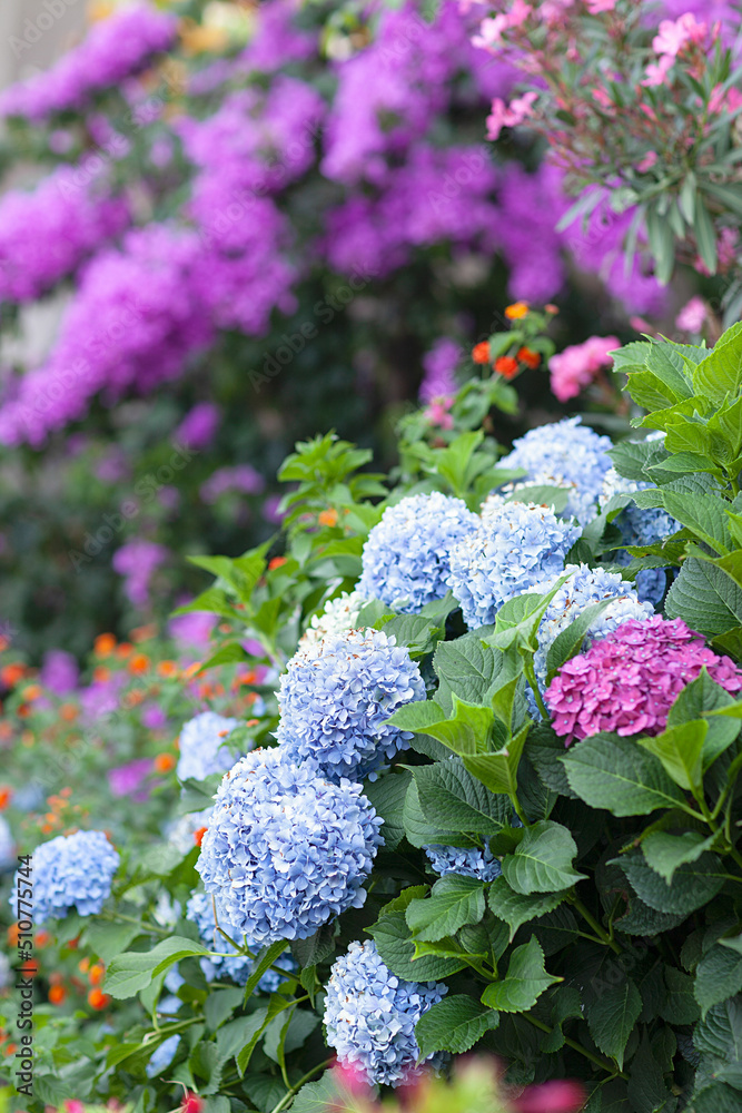 Street full of colorful flowers . Typical outdoor street exterior in ...