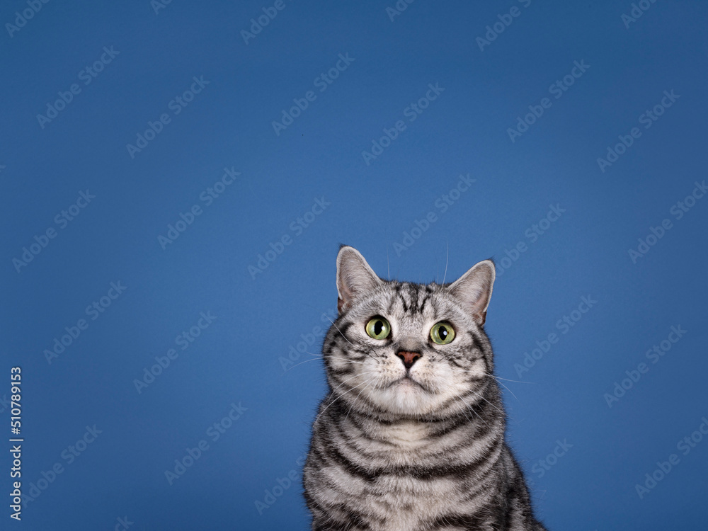 Solid Silver Cat With Blue Eyes