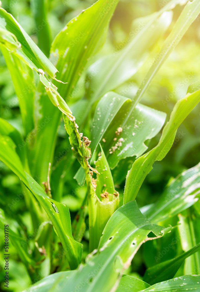 Young corn plant damaged by insect, vegetable farming problem, fast ...