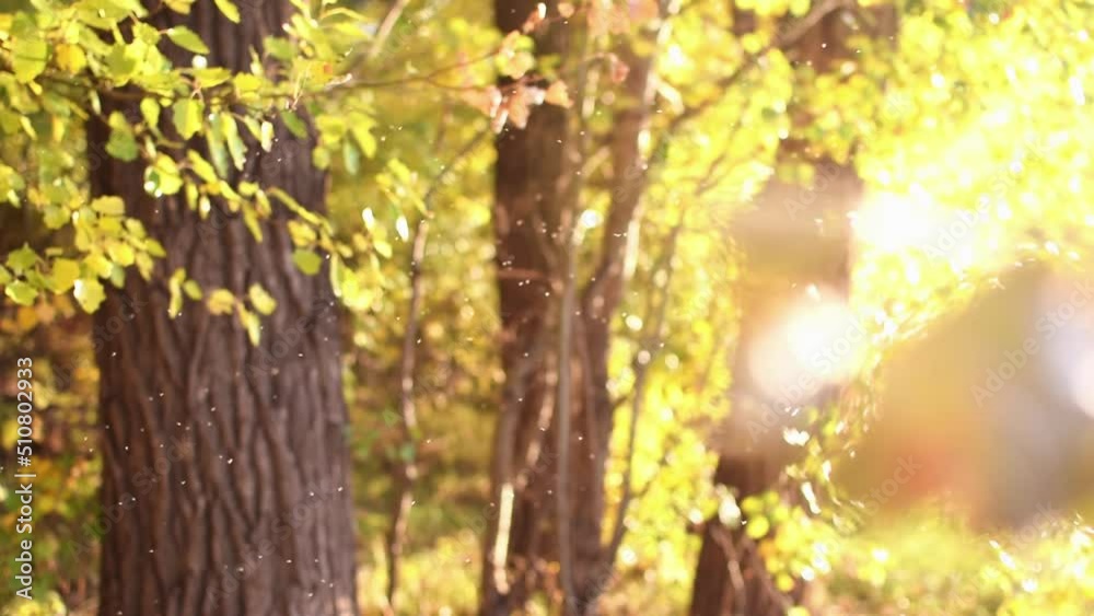 Defocused tree leaves with natural magical golden sparkling sunlight ...