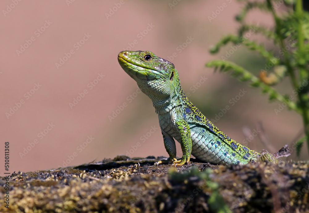 Close up portrait of a big and dominant adult male ocellated lizard or ...