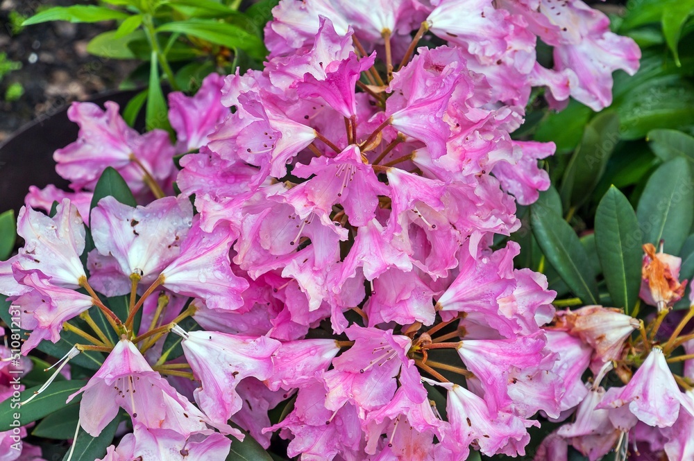 Rhododendron adenogynum is an evergreen shrub, a species of the ...