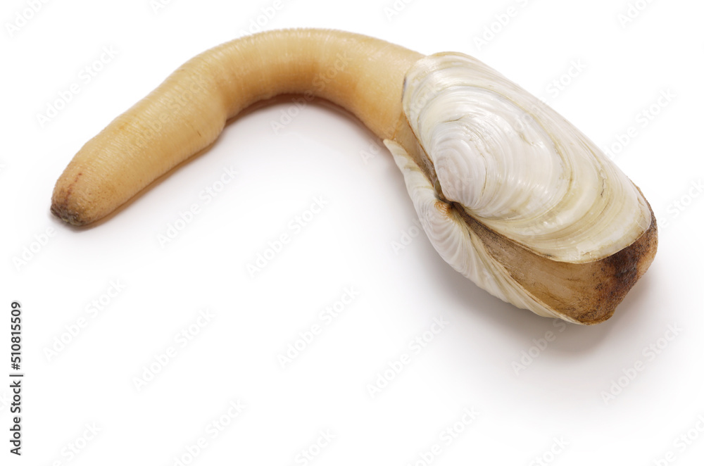 Japanese geoduck isolated on white background Stock Photo | Adobe Stock