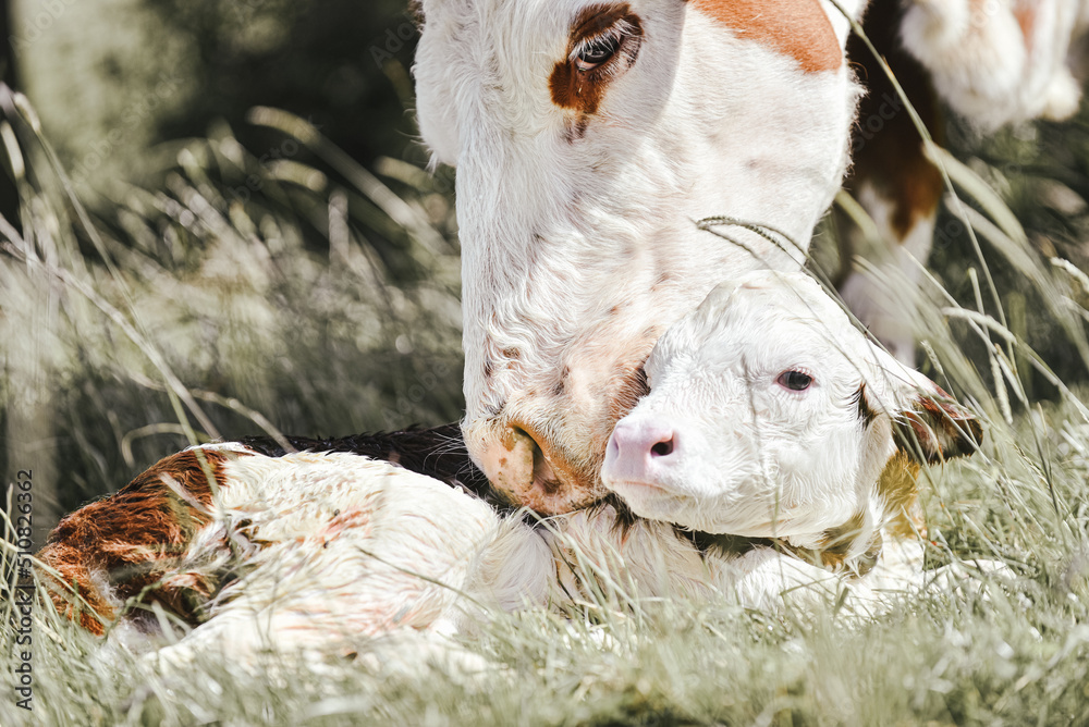 Newborn baby heifer calf breathes and stands for the first time on the ...