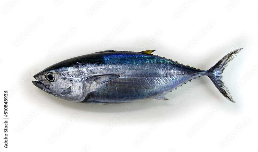 Bluefin tuna (Meji-Maguro) Fish body image, Cut out photograph with ...