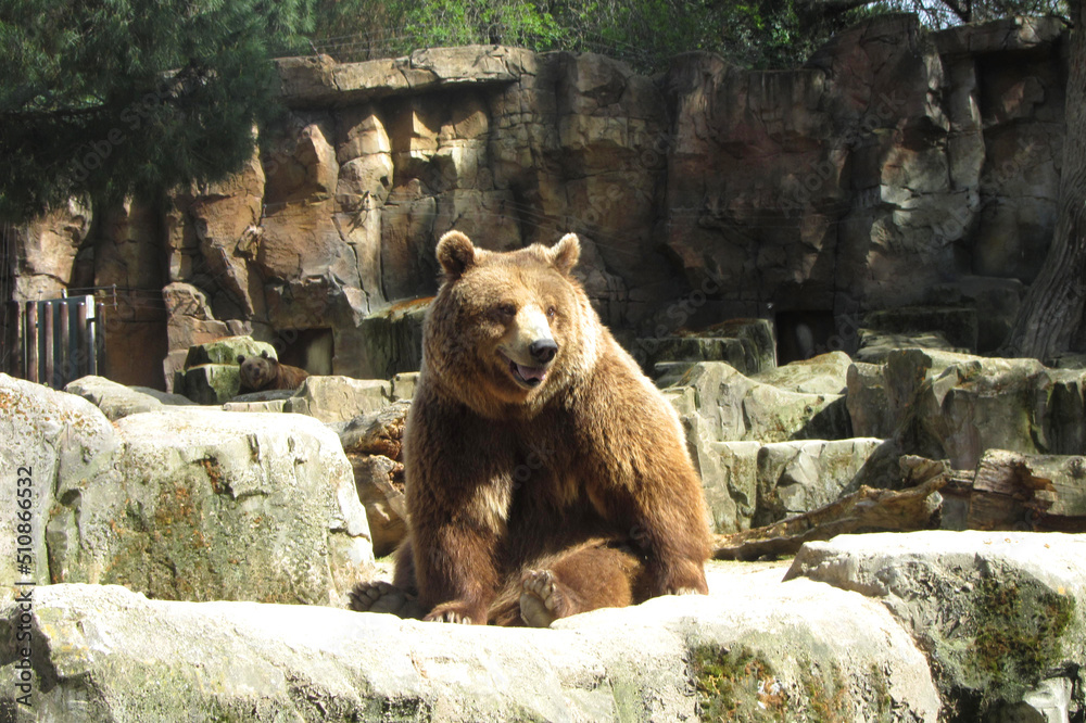 Oso pardo Stock Photo | Adobe Stock
