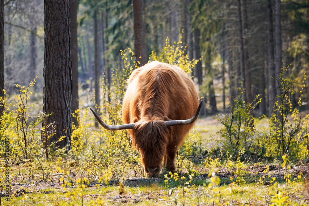 Scottish highland cattle, Bos taurus taurus. Old breed of cattle from ...