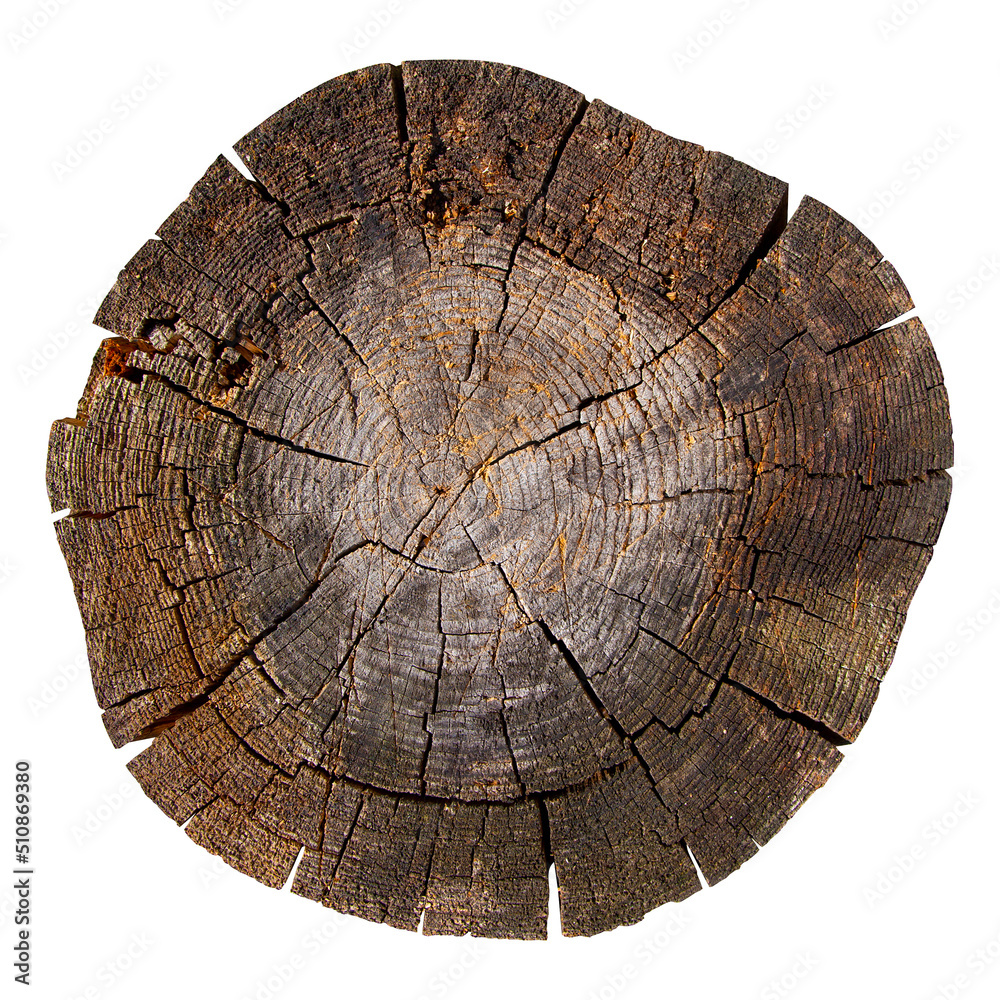 old tree cut isolated on white background for your background or design ...