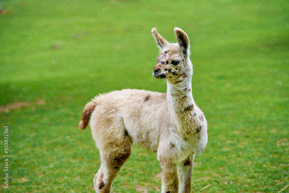 Cute alpaca ama, llama in animal farm. Beautiful alpaca or llama in ...