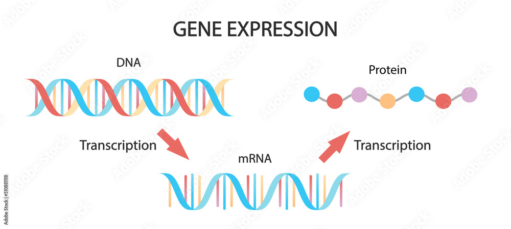 DNA replication, RNA, mRNA, protein synthesis, translation. Biological ...