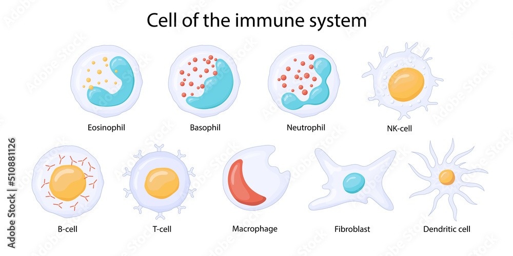 cells of the immune system. Leukocytes or white blood cells Eosinophils ...