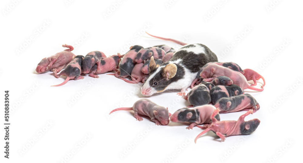 Nest of fancy mouse, six days old hairless pups and mother - Mus ...