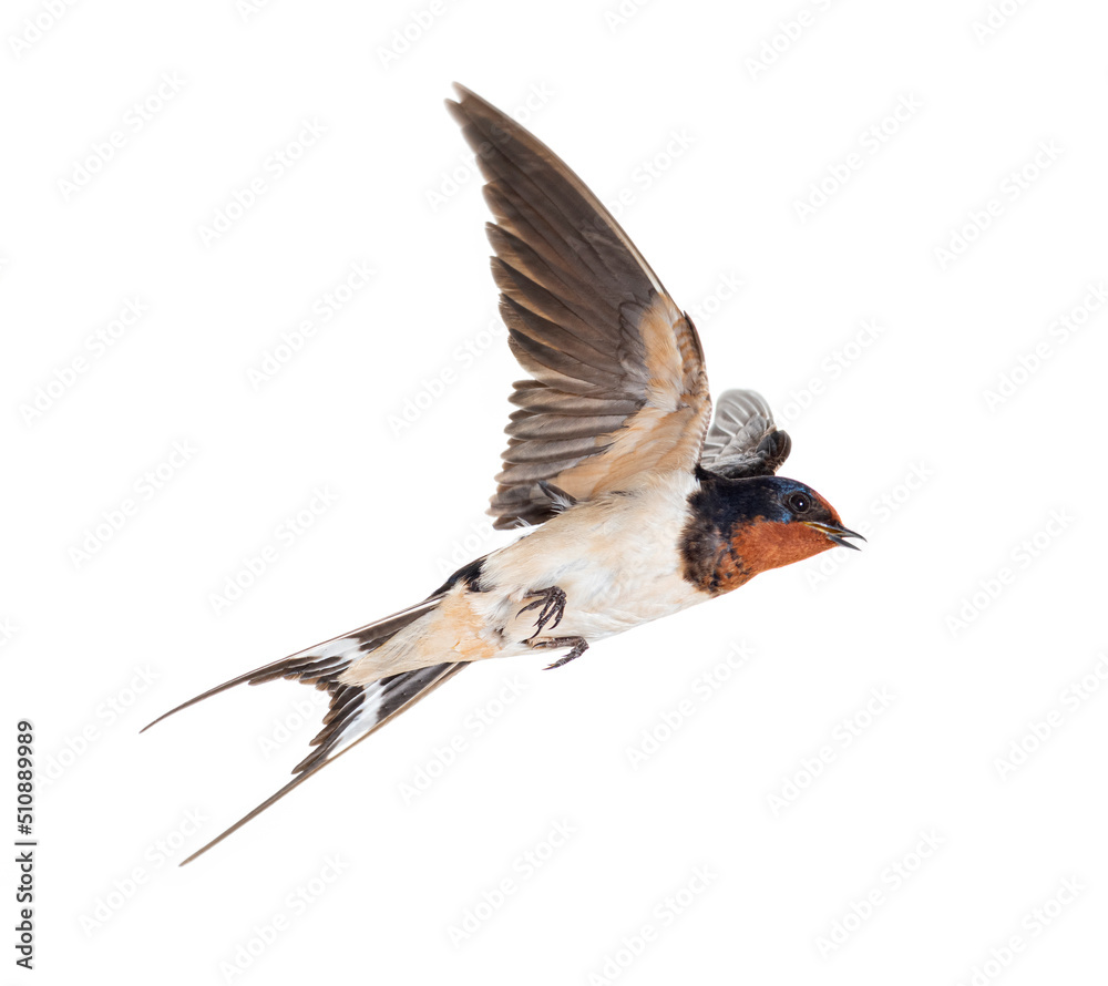 Barn Swallow, bird, Hirundo rustica, flying against white background ...