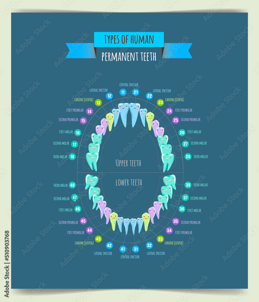 Poster 32 permanent adult teeth. Adult human mouth with tooth numbering ...