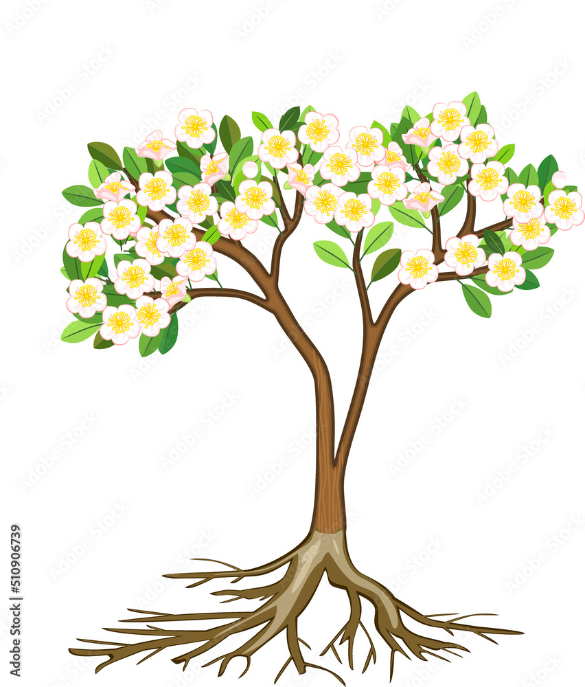 Cartoon flowering apple tree with white flowers and root system ...