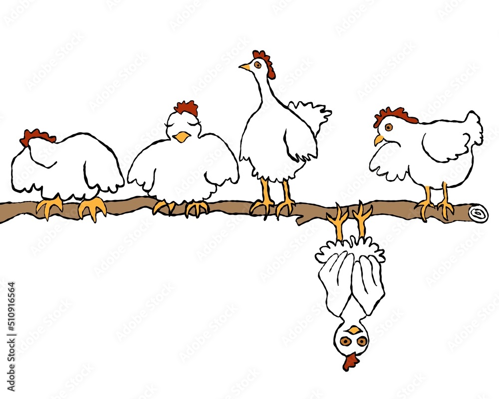 Hennen sitzen Nachts auf der Hühnerstange, eine Henne hängt nach unten ...