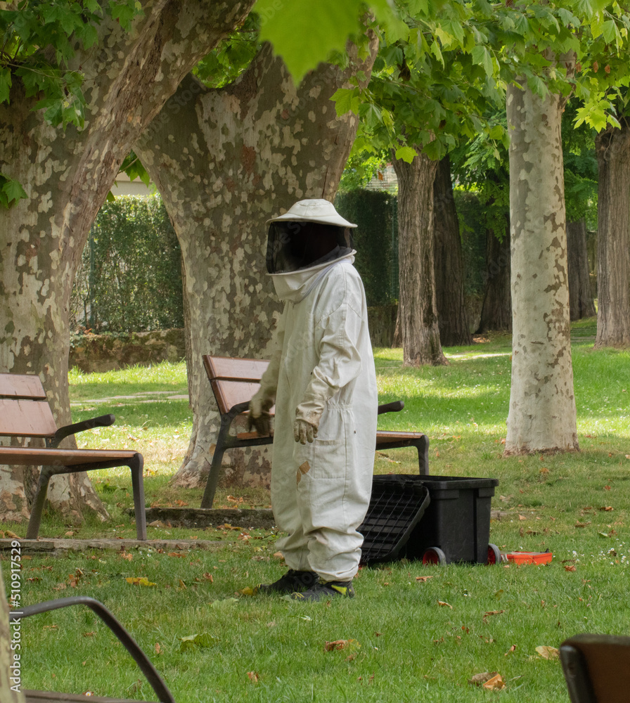 operators removing a swarm of bees from a tree in a public park Stock ...