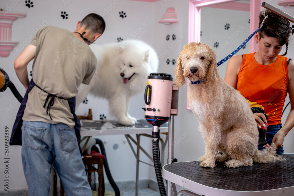 Professional groomers giving a treatment to a white poodle and a ...