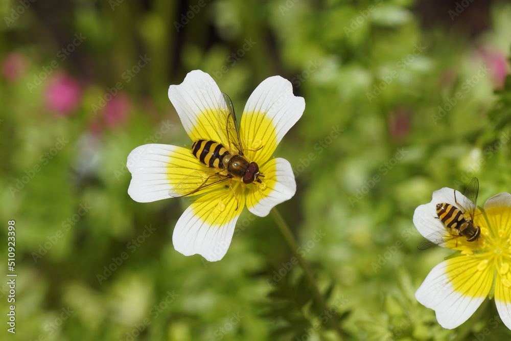 Hoverflies Epistrophe, family Syrphidae on flowers of Douglas ...