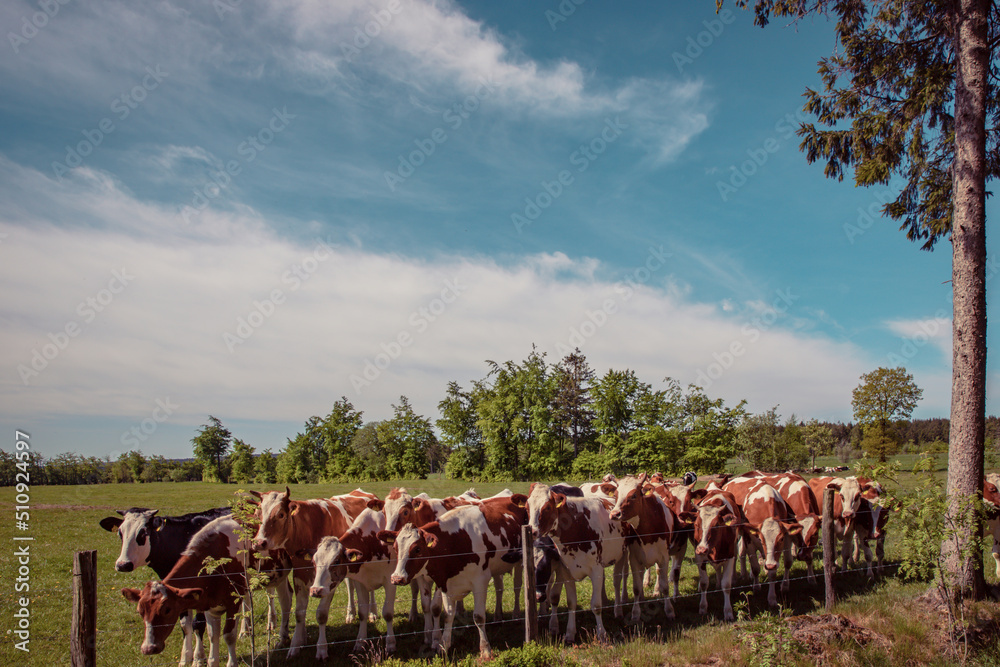 Nature Environment livestock farming dairy cows Stock Photo | Adobe Stock