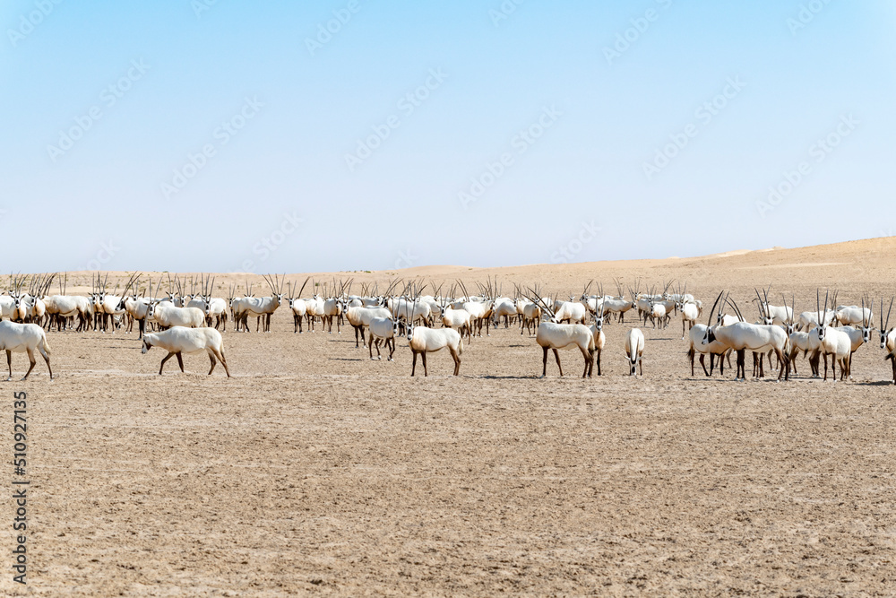 Large group of majestic Arabian oryxes in the Middle Eastern desert, a ...