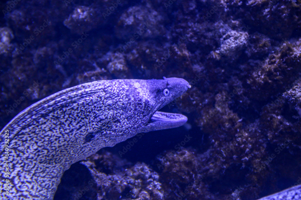 dangerous morena in a large aquarium Stock Photo | Adobe Stock