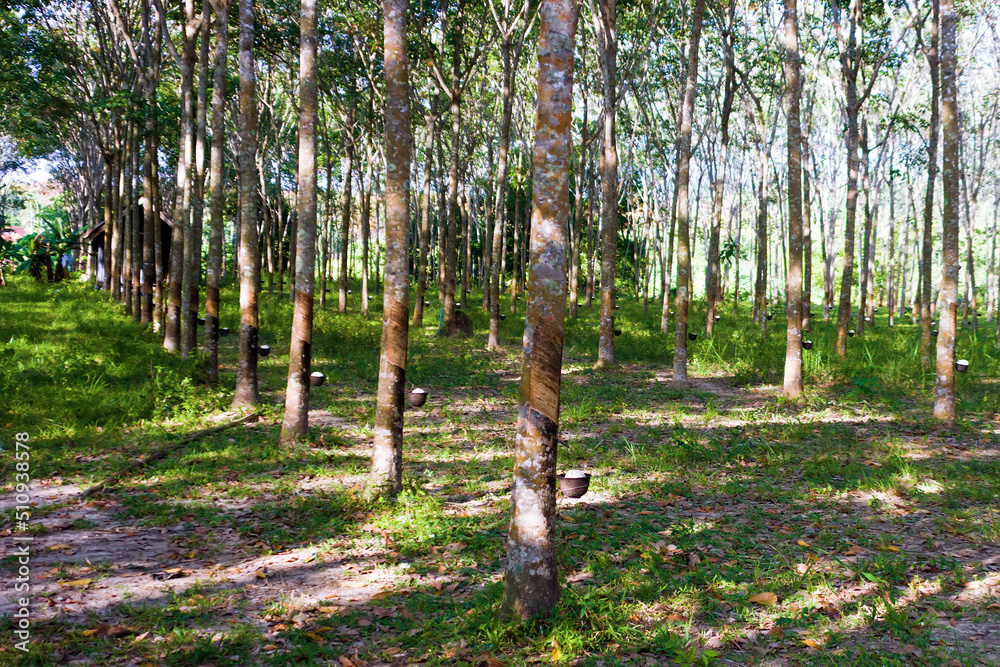 Rubber crop, caoutchouc tree grove (plantation). Purple pea, Seringa ...