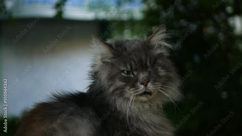 Serious grumpy old cat with one eye and long whiskers calmly watching passers-by. Veteran cat ...