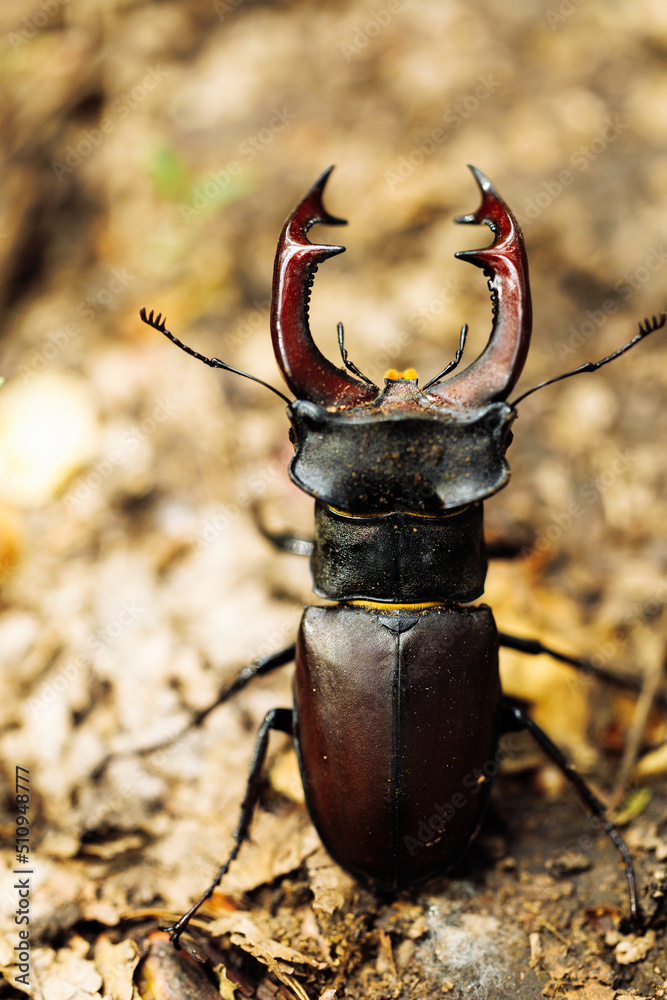 Close-up of rare largest species of european stag beetle standing on ...