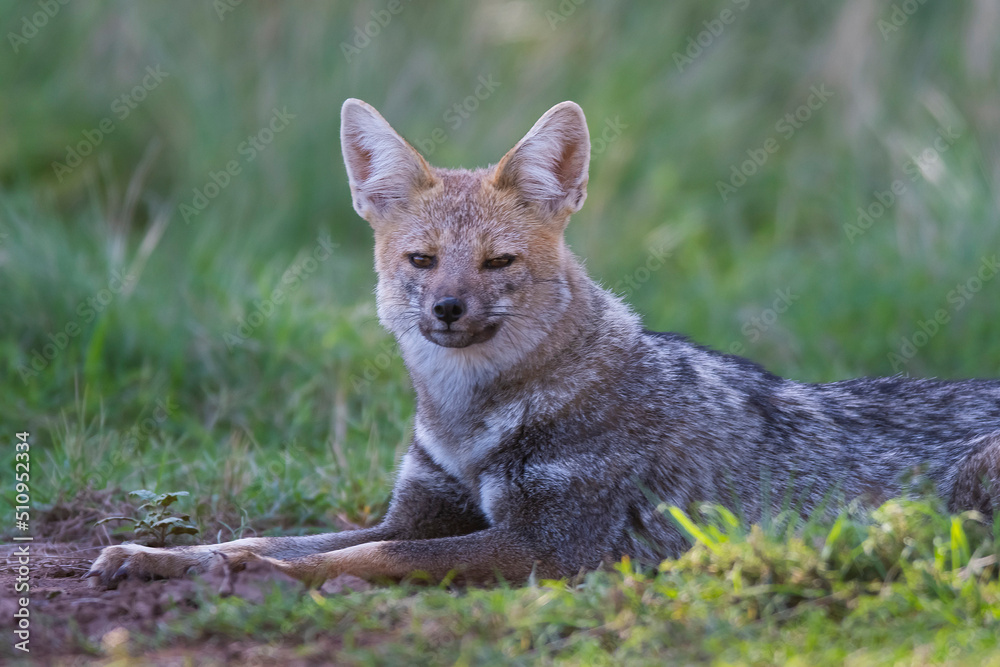 Pampas Grey fox in Pampas grass environment, La Pampa province ...