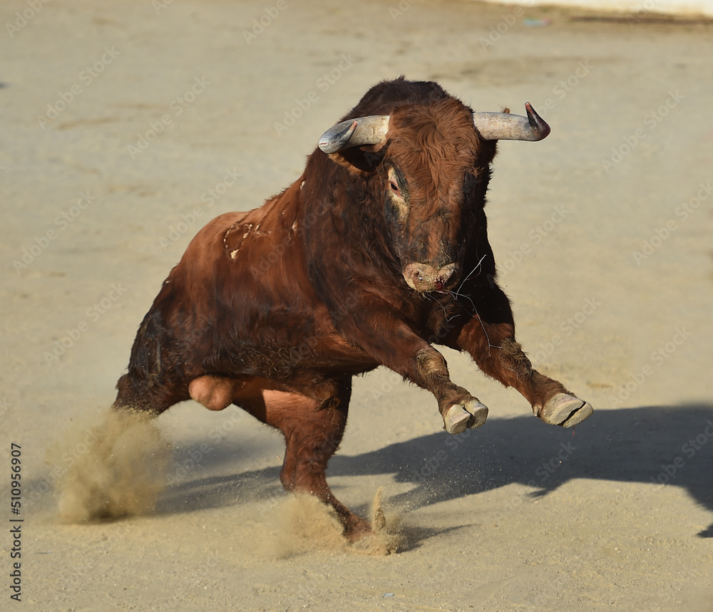 toro español con grandes cuernos en una corrida de toros foto de Stock ...