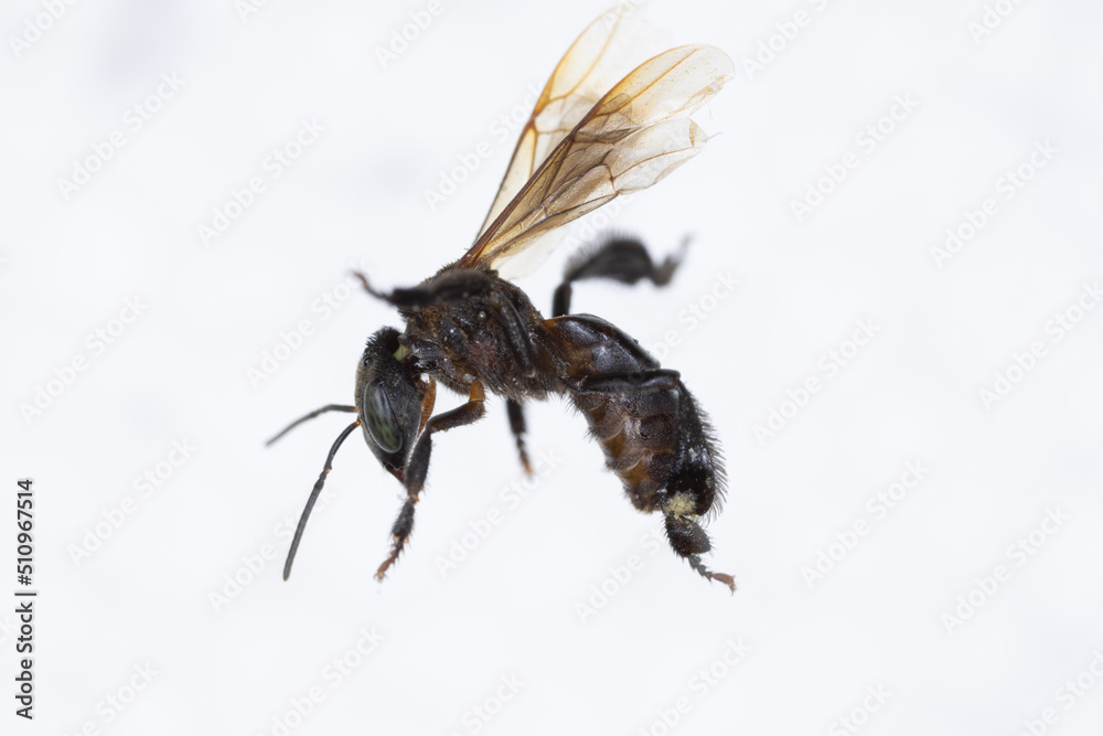 Characteristics of Honey bee and Stingless bee (Hymenoptera) for ...