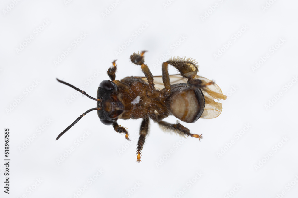 Characteristics of Honey bee and Stingless bee (Hymenoptera) for ...