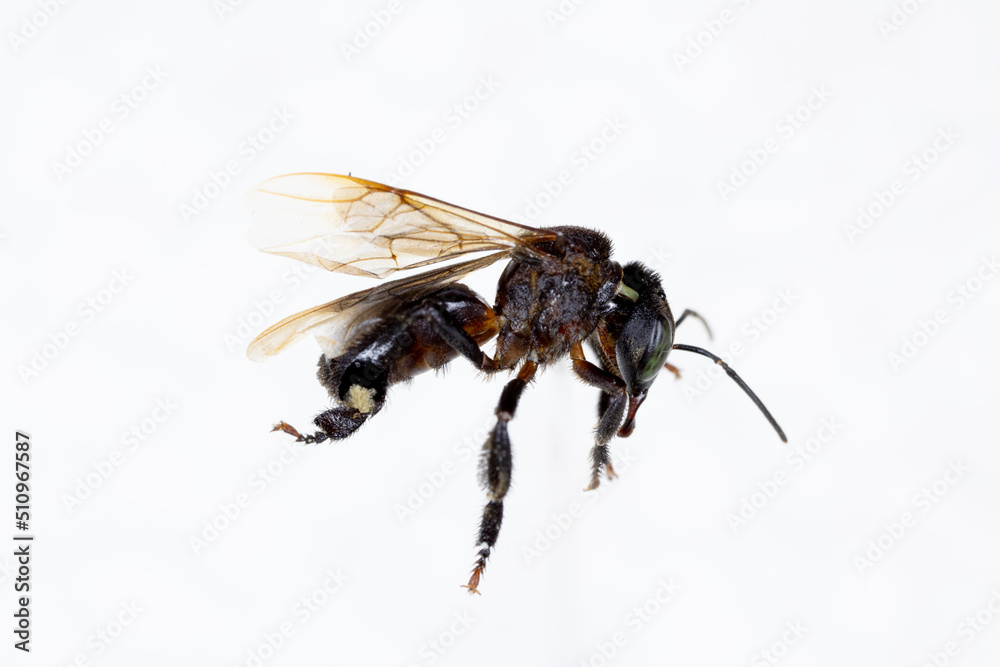 Characteristics of Honey bee and Stingless bee (Hymenoptera) for ...