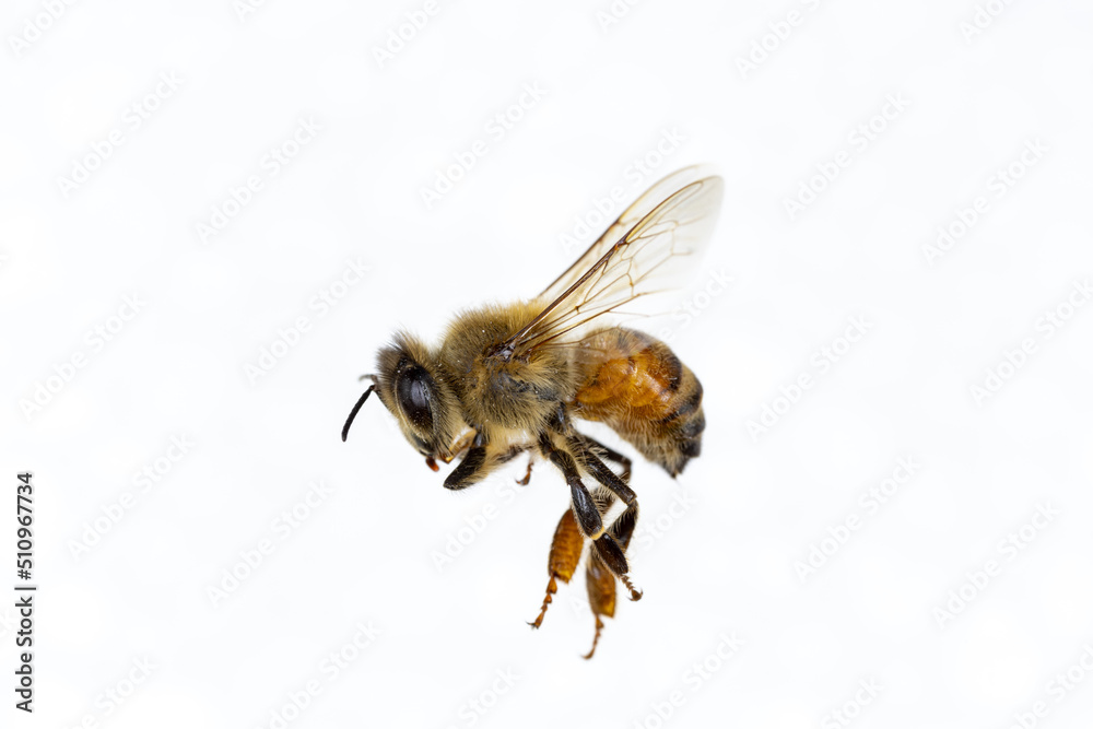 Characteristics of Honey bee and Stingless bee (Hymenoptera) for ...