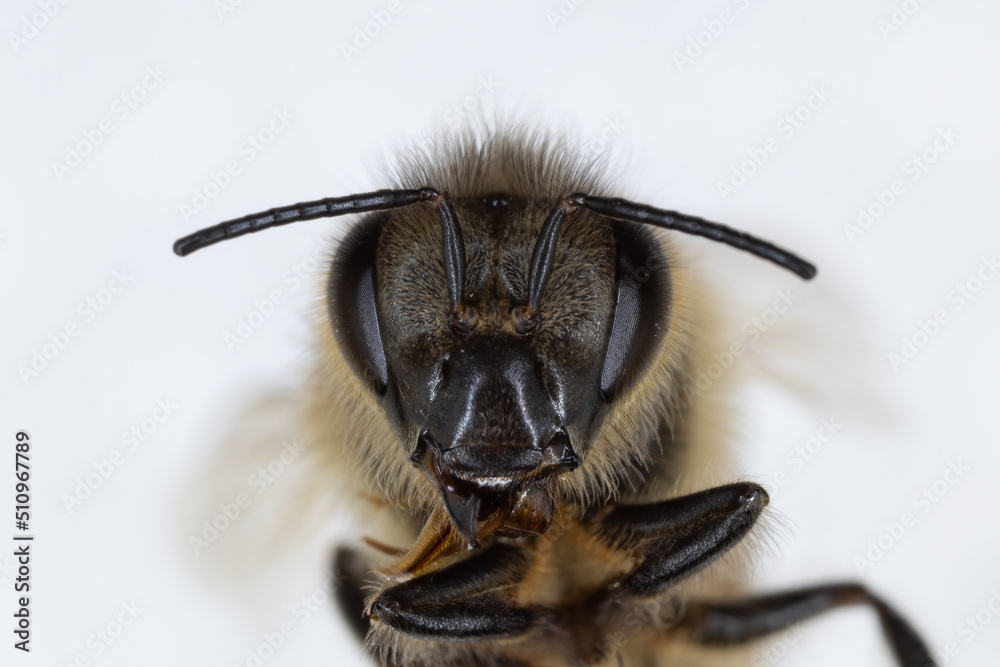 Characteristics of Honey bee and Stingless bee (Hymenoptera) for ...