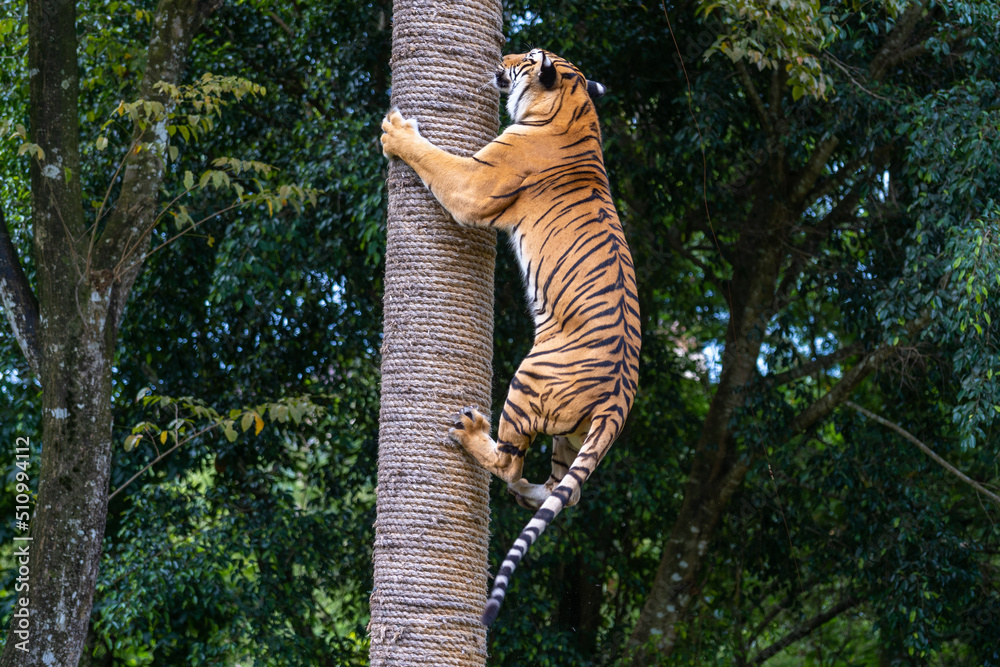 Panthera tigris tigris - Bengal Tiger have ability to climb and hunt ...