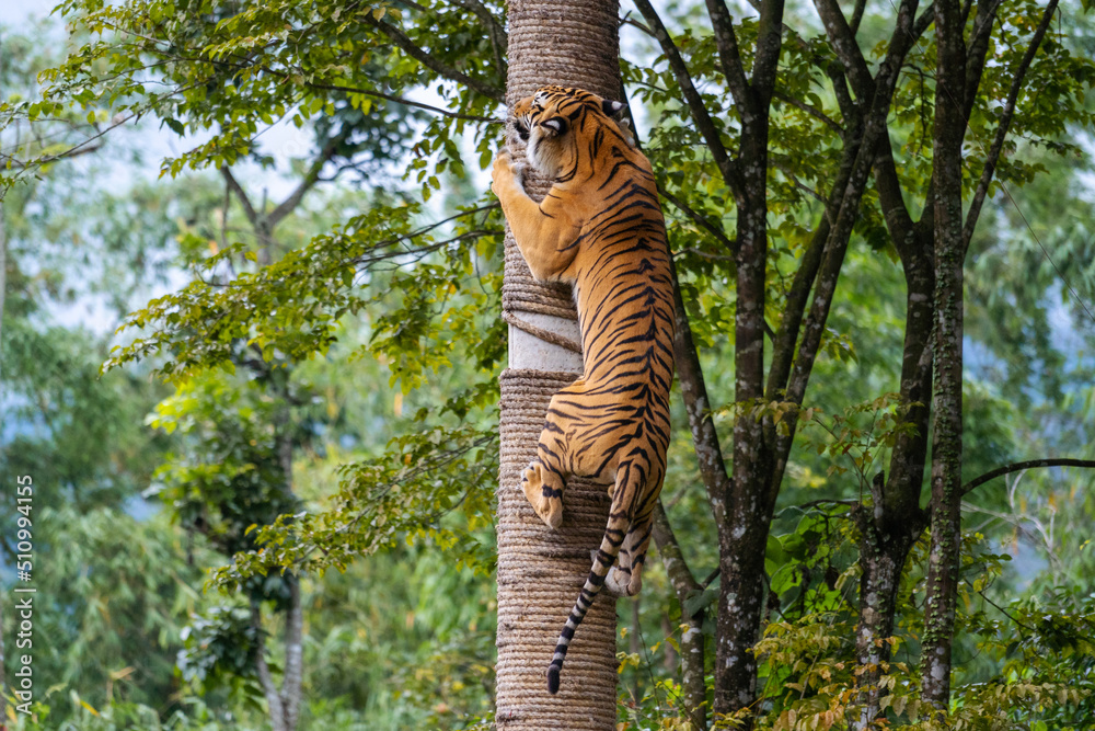 Panthera tigris tigris - Bengal Tiger have ability to climb and hunt ...