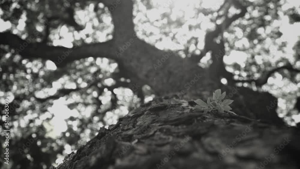 Black and white tone Wind blowing Small green plant growing on trunk of ...