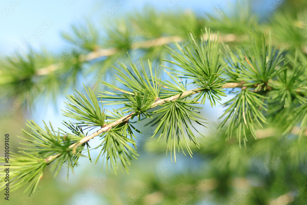 Young fluffy branches of Larch tree Larix decidua Pendula. Natural tree ...