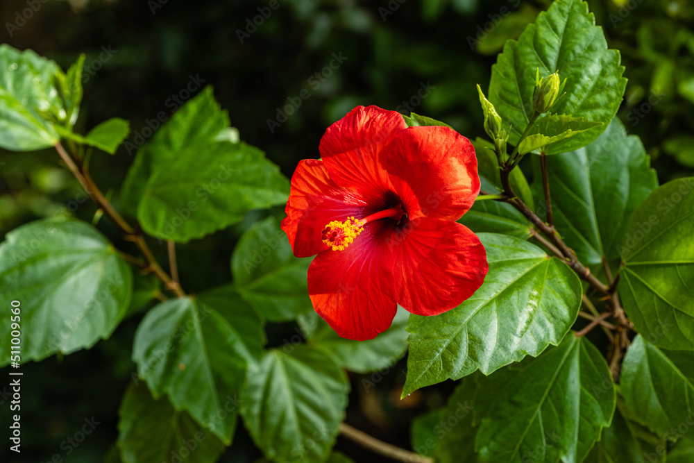 Bright large red flower of Chinese hibiscus (Hibiscus rosa-sinensis) on ...
