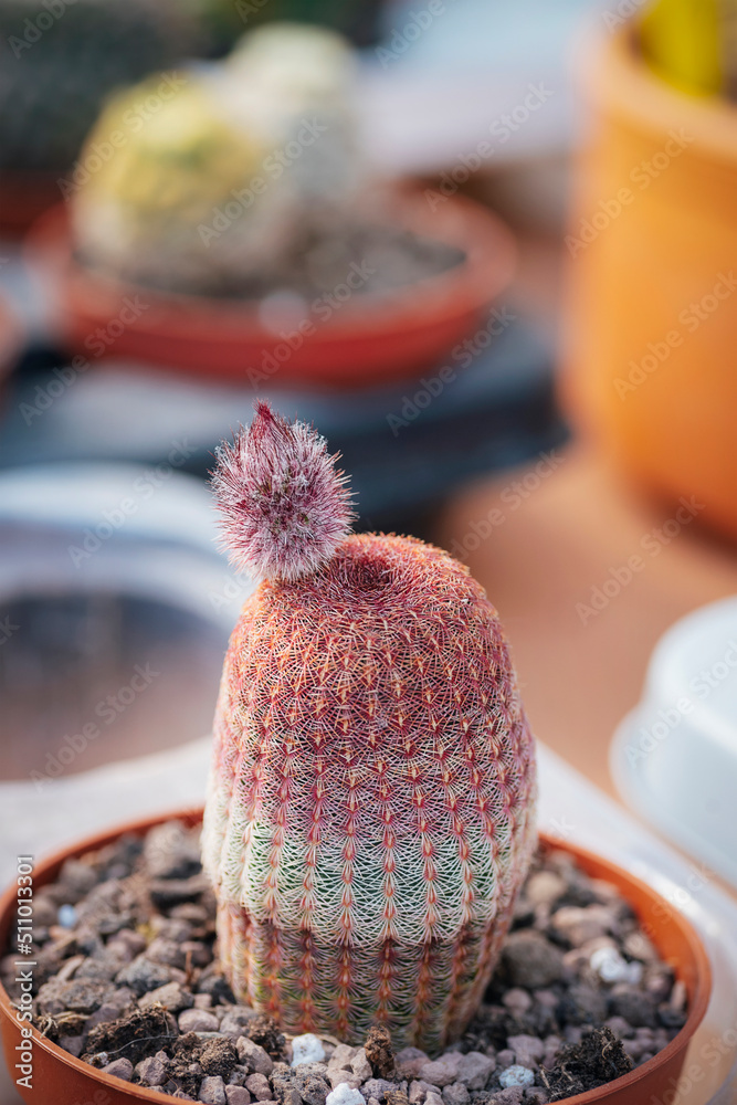 Pink cactus, Echinocereus rigidissimus in a pot. Close up Stock Photo ...
