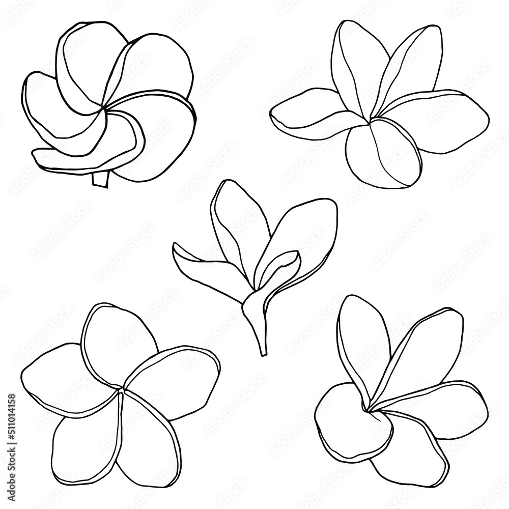 Frangipani flower hand drawn illustrations set of line art tropical ...