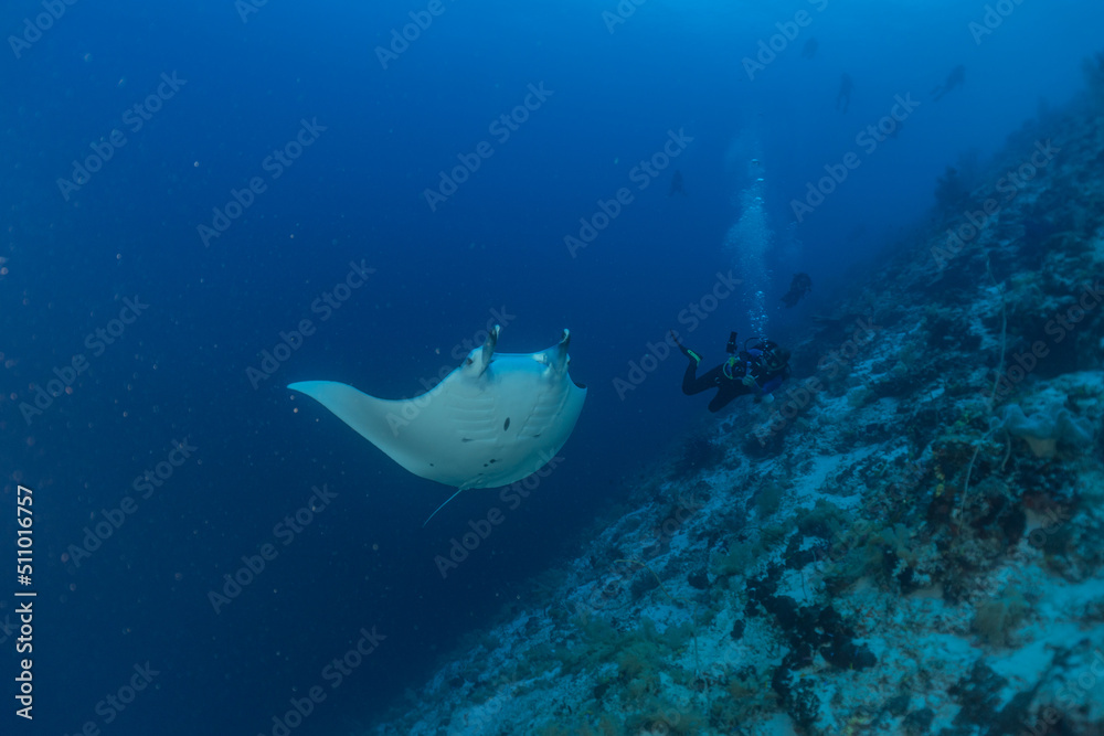 Manta Rays swim at the Tubbataha Reefs Philippines Amazing animal Stock ...