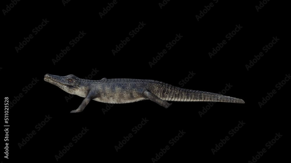 Crocodile Walk Attack animation.Full HD 1920×1080.6 Second Long ...