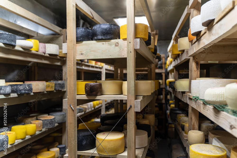 Farm cheese production. Cheese of different varieties on the shelves in ...