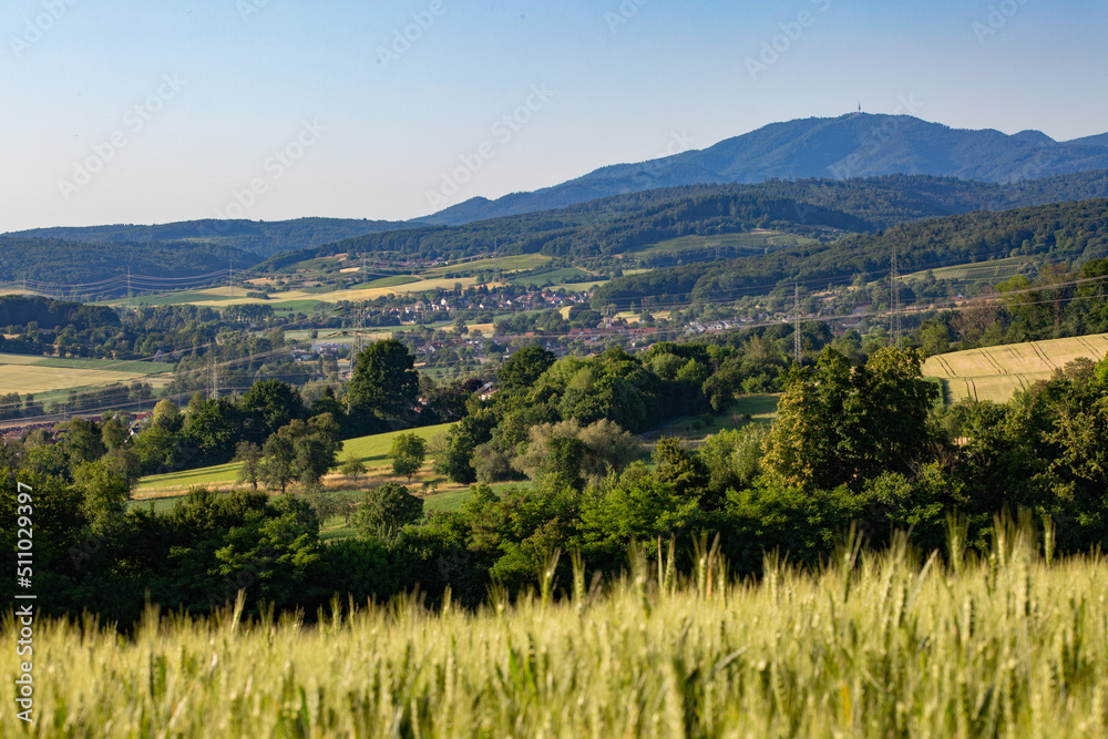 champs de blé et prairie dans une campagne vallonné et verdoyante Stock ...