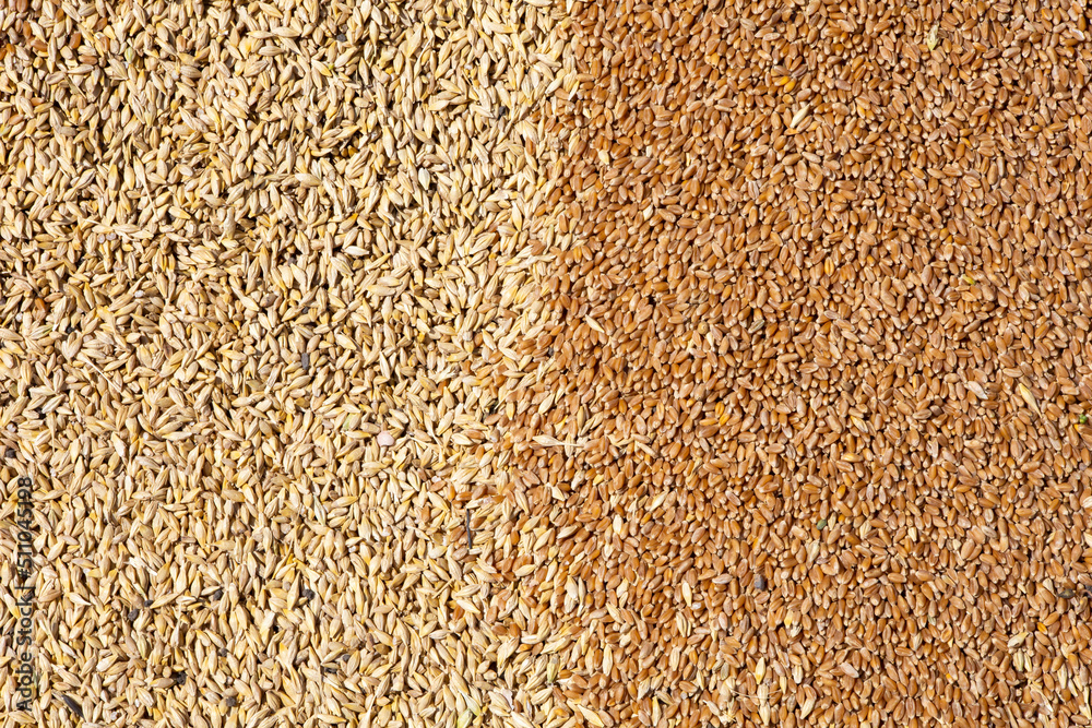 Mixture of different grains, golden wheat grains, background of mixed ...
