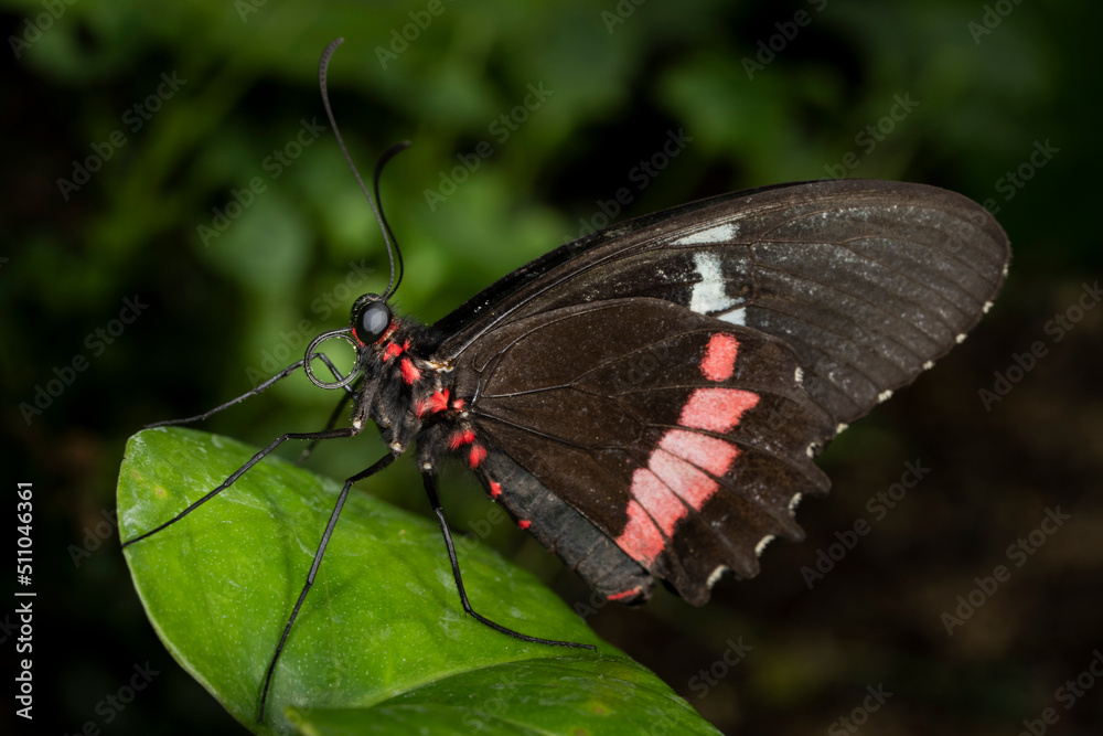 Variable Cattleheart Butterfly flying freely in a vivarium. Stock Photo ...